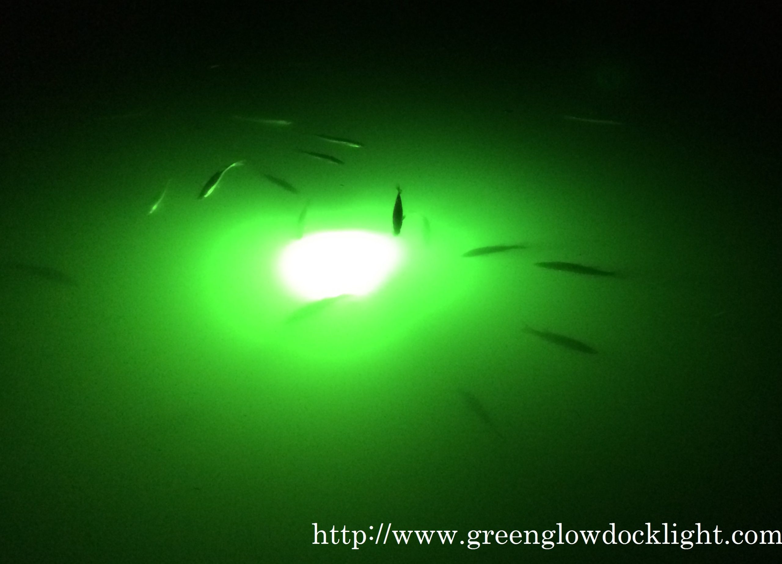 Light up your Dock and Seawall with our Underwater Fish Lights - BoatNation