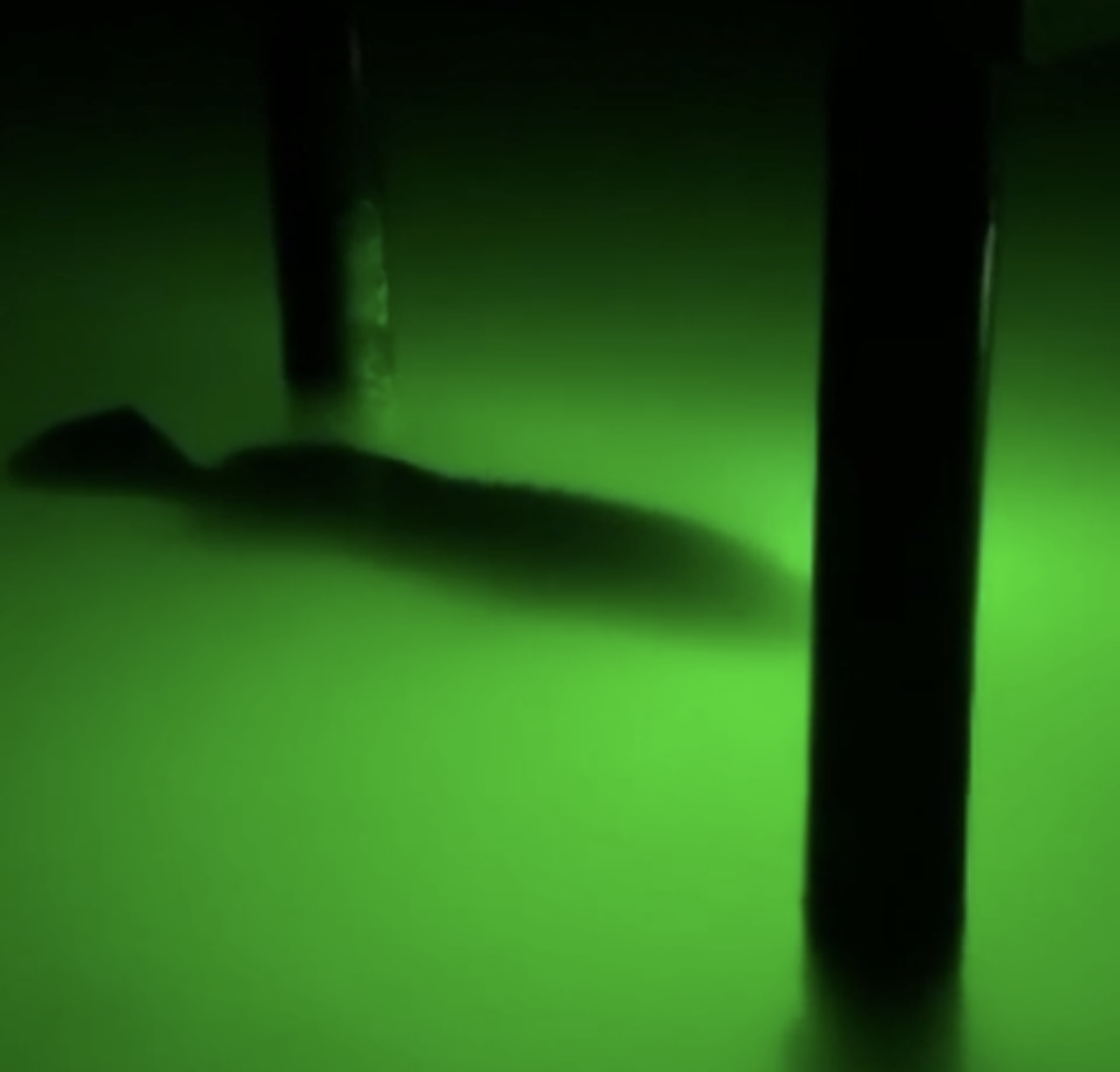 New, Underwater Green Fish Attracting Fishing Lights. Fast & Free ...