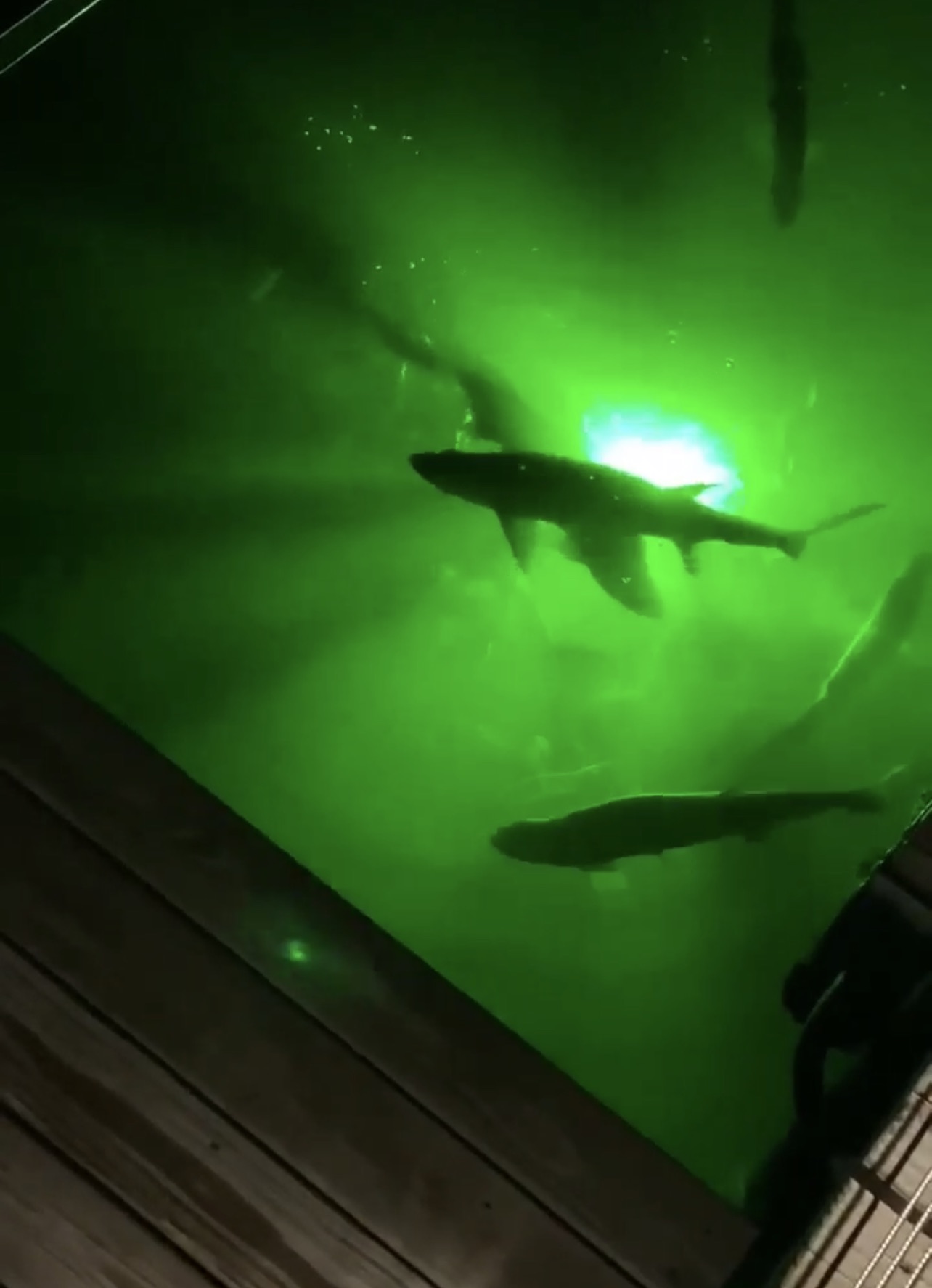 Light up your Dock and Seawall with our Underwater Fish Lights - BoatNation